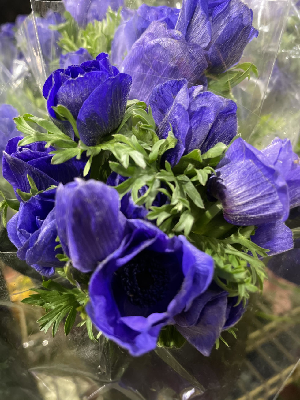Anemones from Italy - Main Wholesale Florist