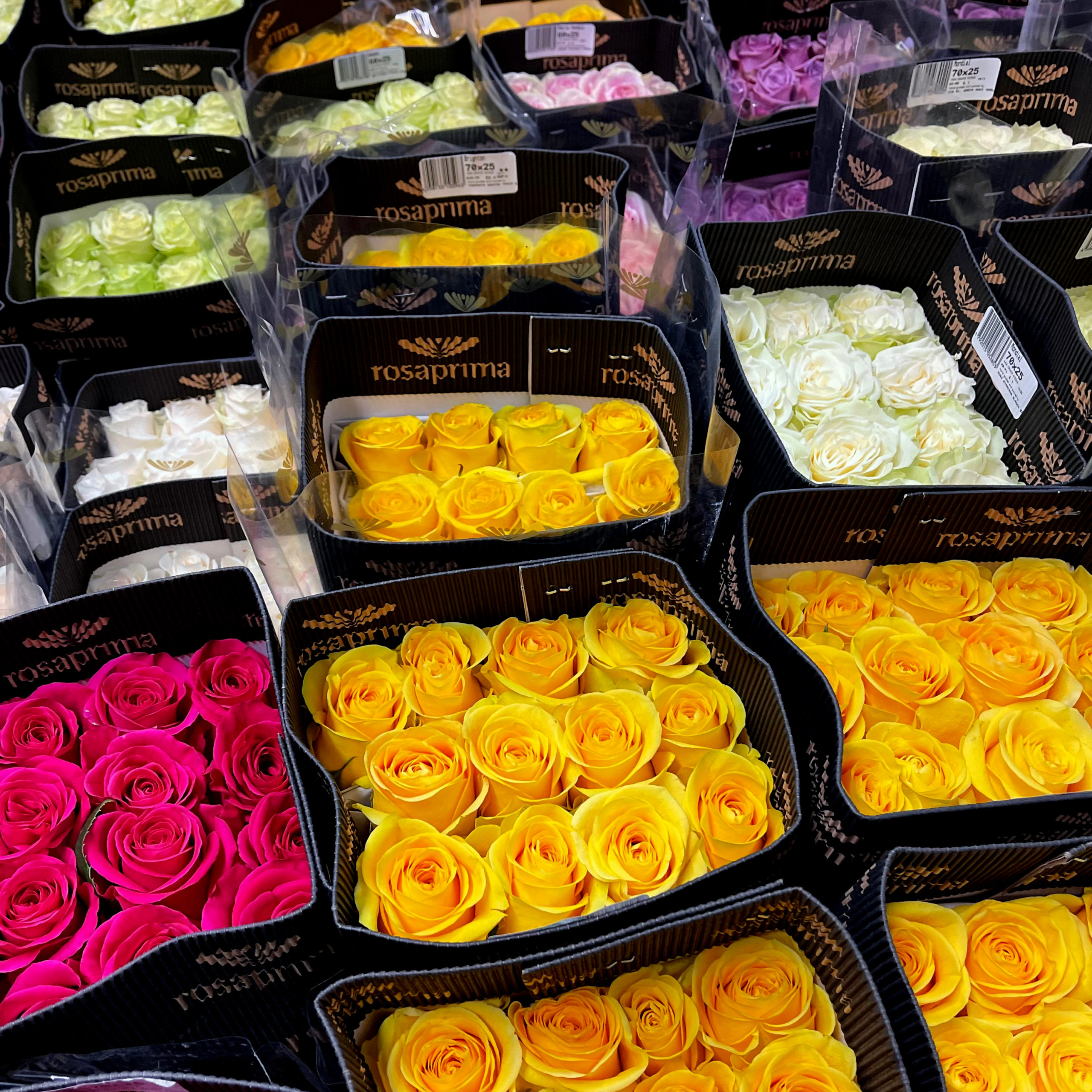 Assorted Colored Roses from Ecuador - Main Wholesale Florist