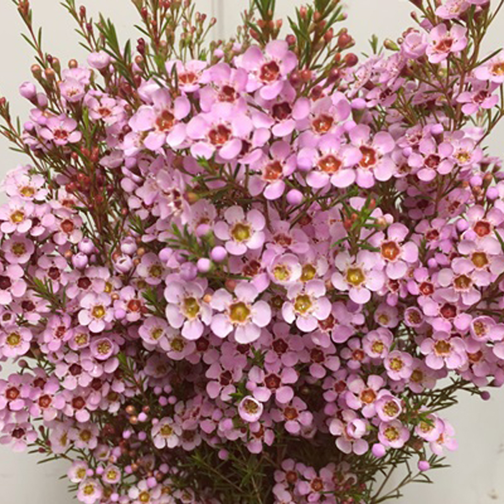 Homepage - Main Wholesale Florist