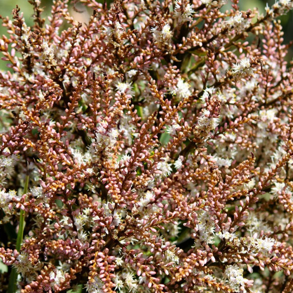 Main Wholesale Florist | Premium Fresh Cut Wholesale Flowers