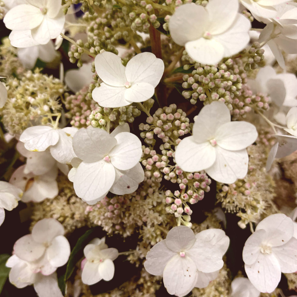 Main Wholesale Florist | Premium Fresh Cut Wholesale Flowers