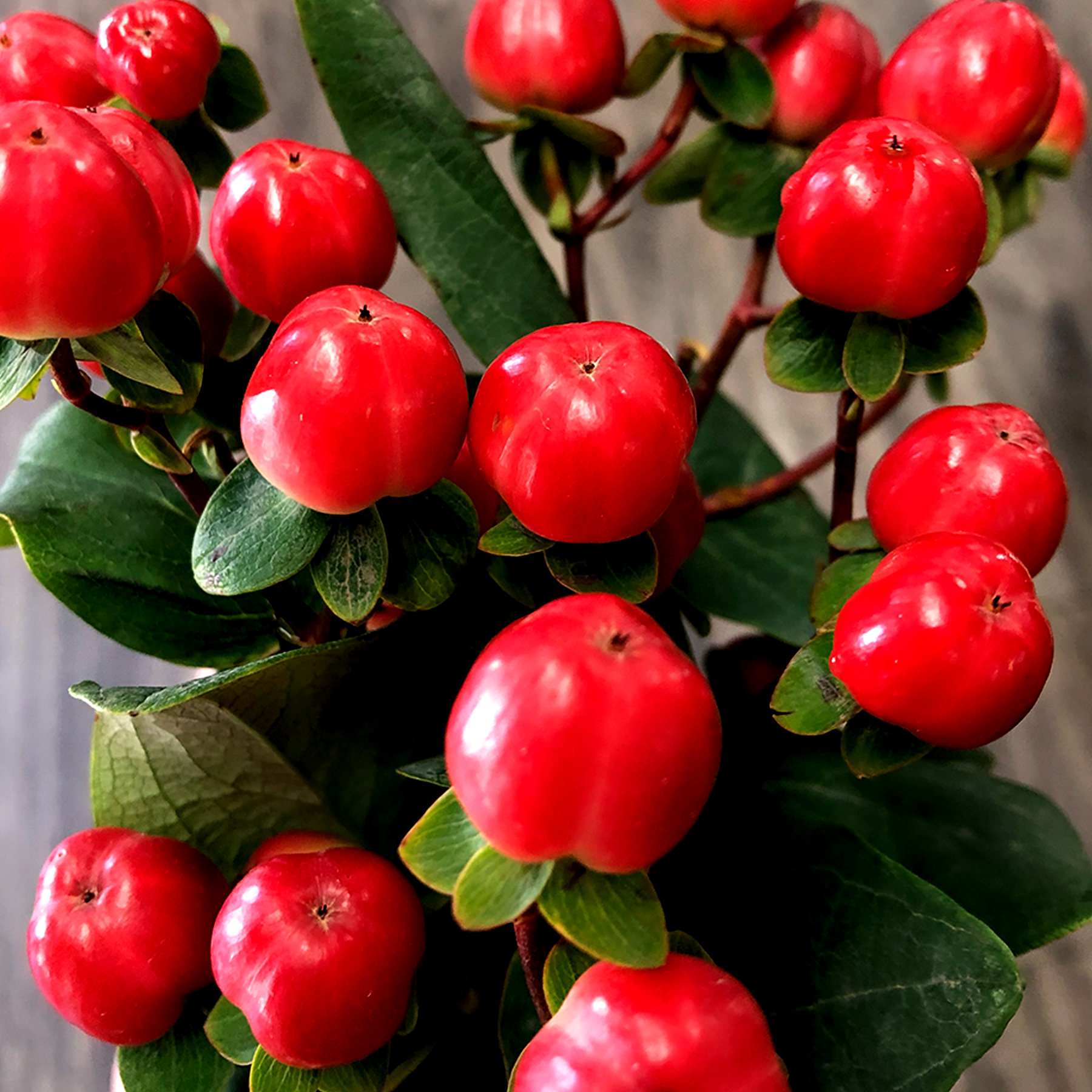 Red Hypericum - Main Wholesale Florist