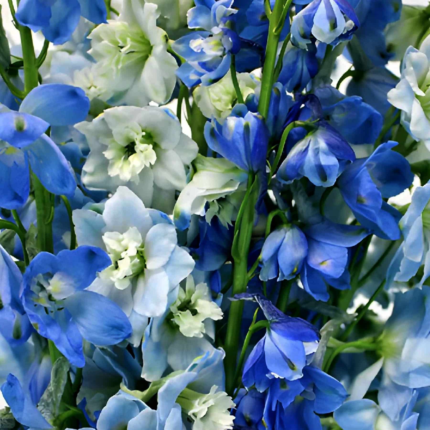 Dark and Light Blue Delphinium - Main Wholesale Florist