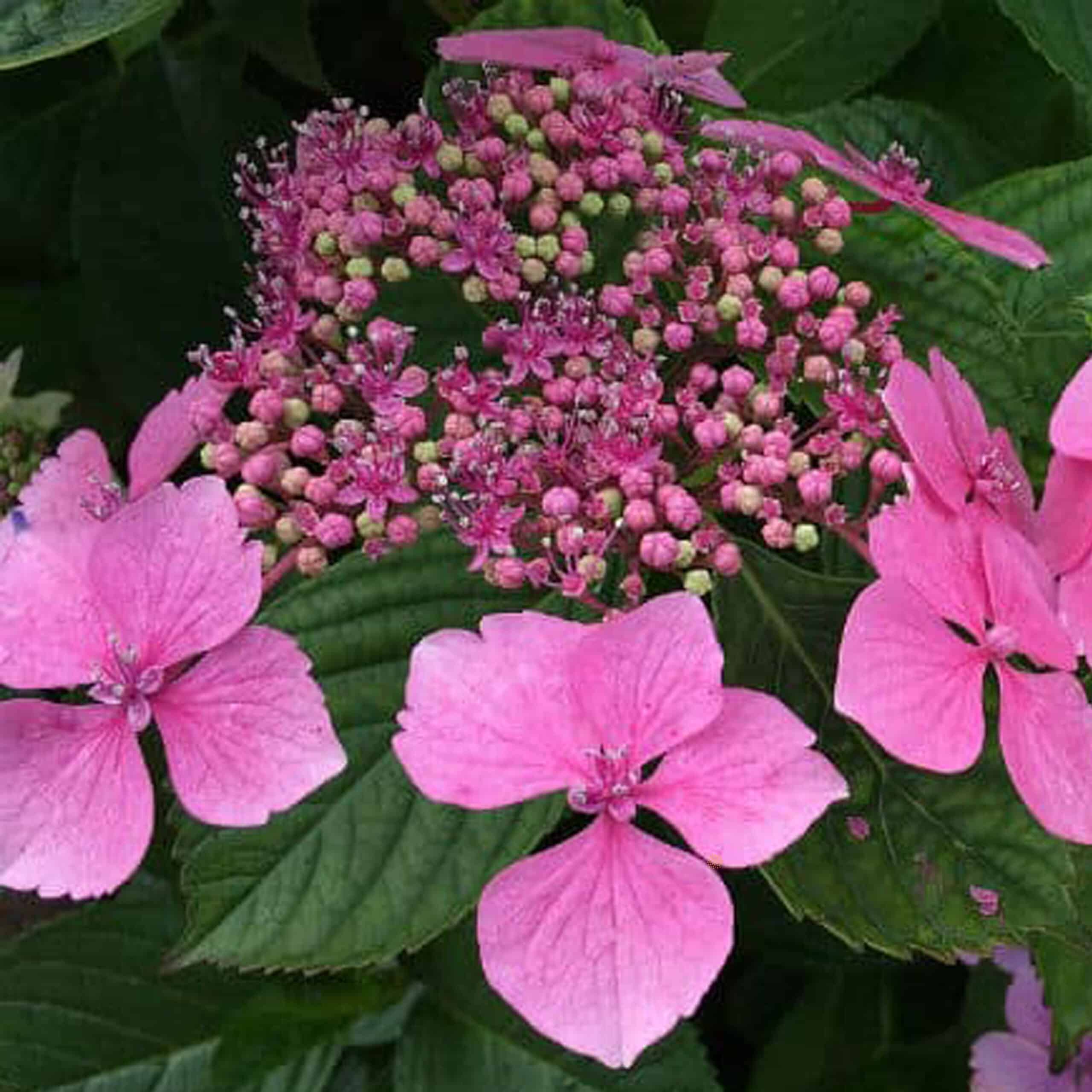 Lacecap Hydrangea Varieties