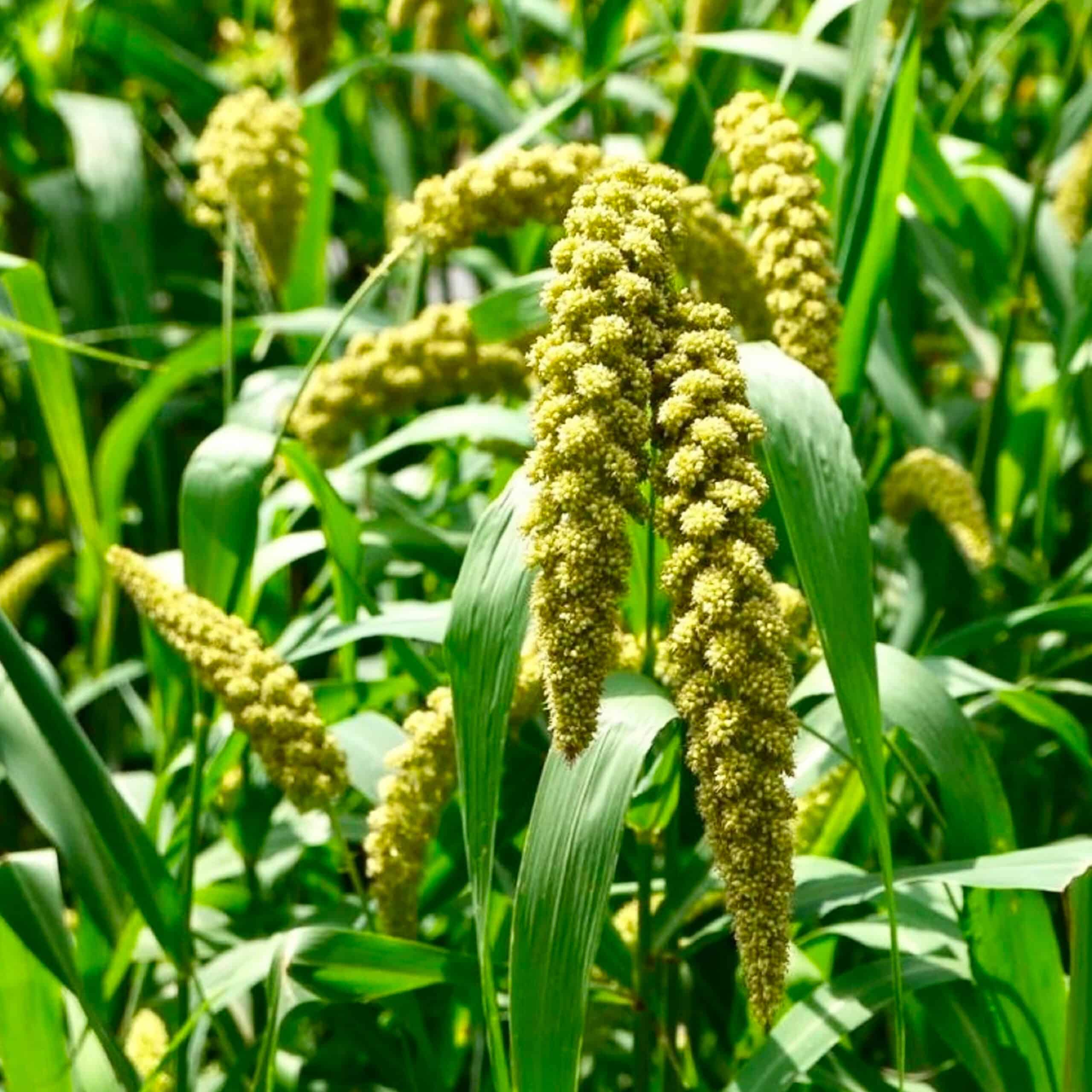 Green Millet - Main Wholesale Florist