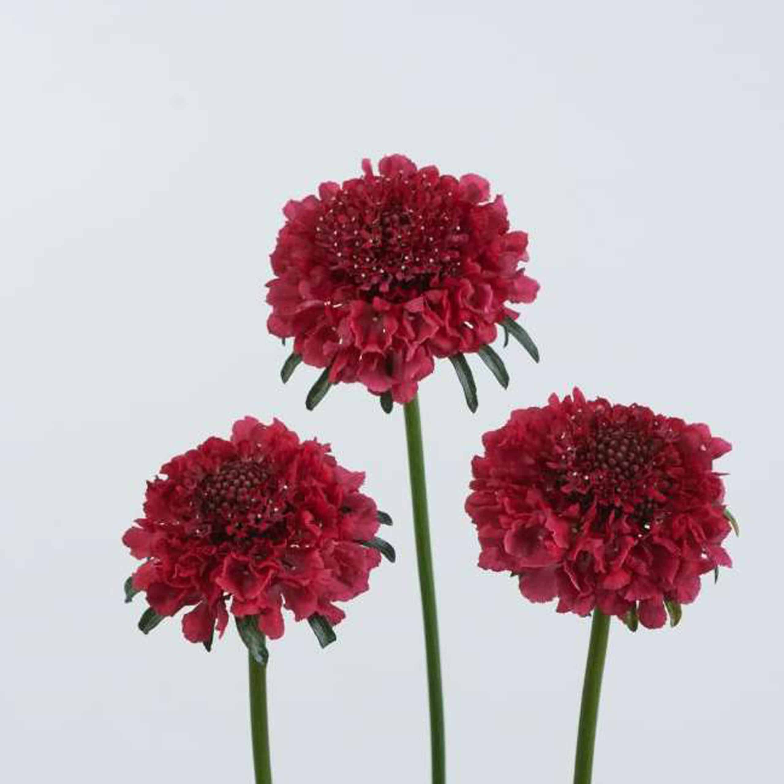 Scabiosa (SCOOP Series) - Main Wholesale Florist