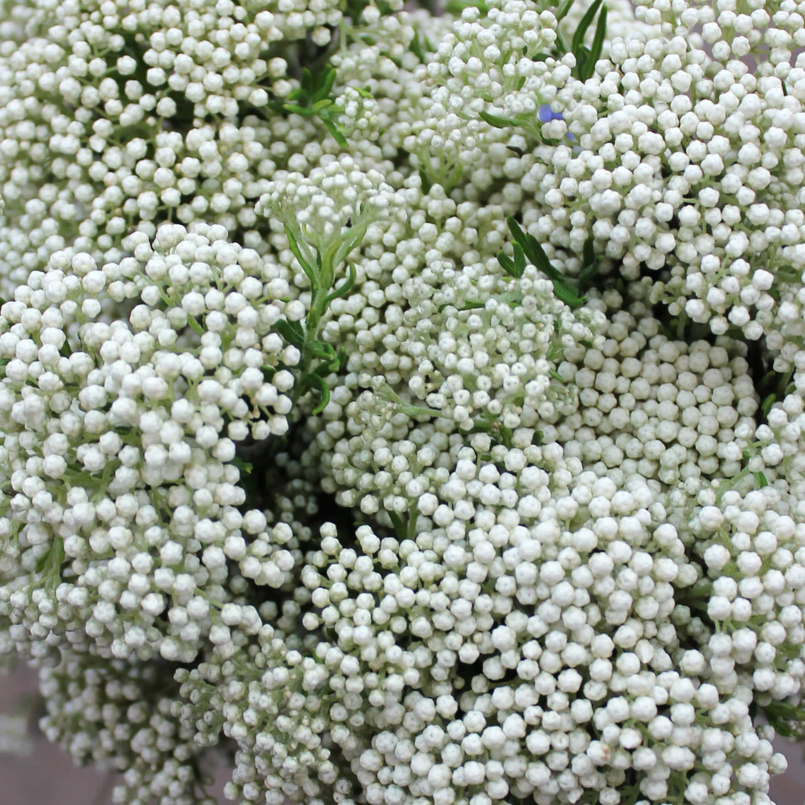 Homepage - Main Wholesale Florist