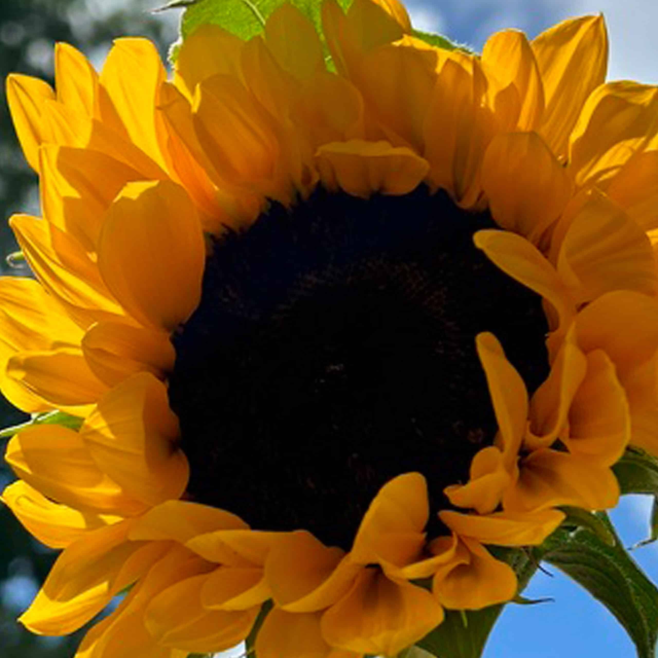 Sunflowers (Vincent's) from California - Main Wholesale Florist