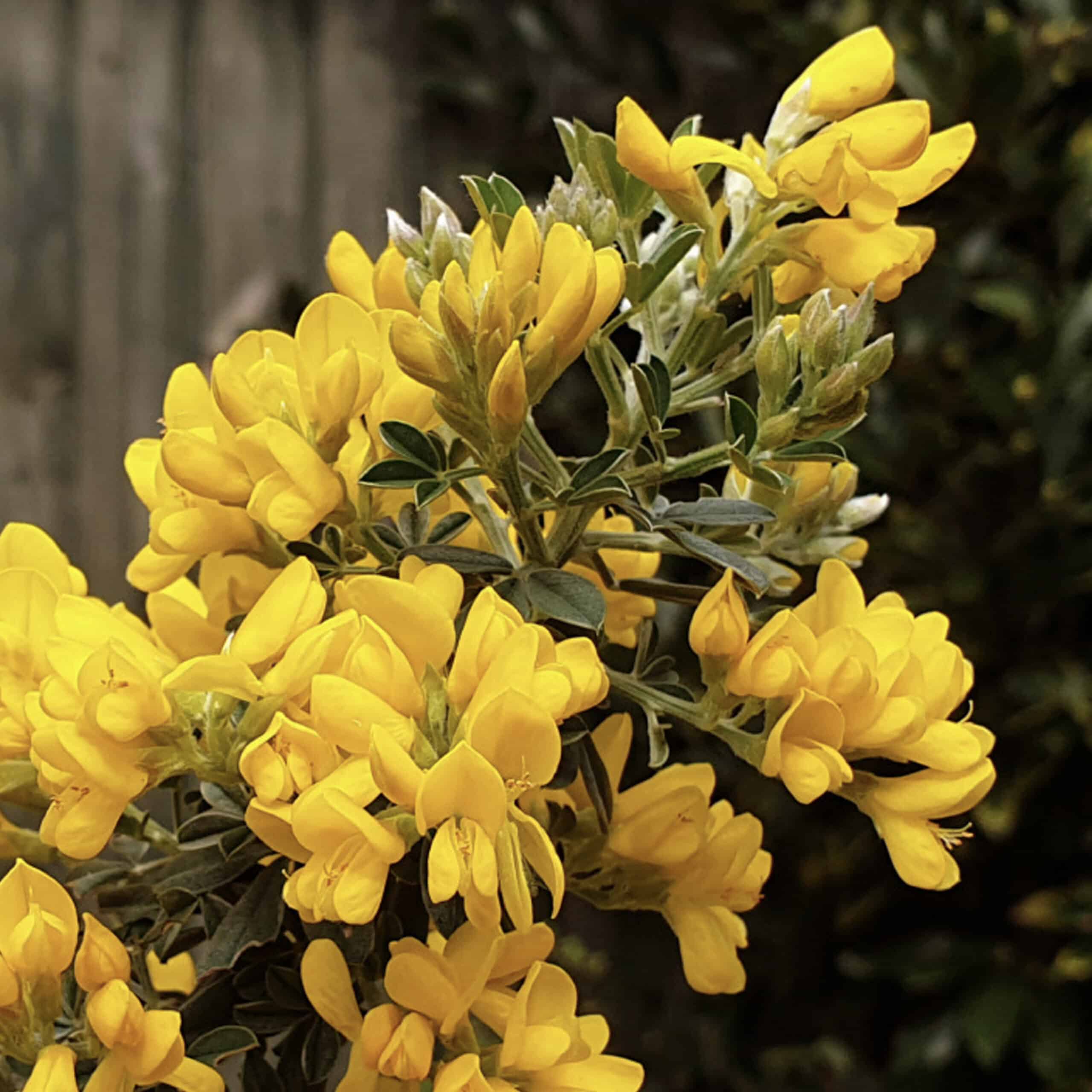 Homepage - Main Wholesale Florist