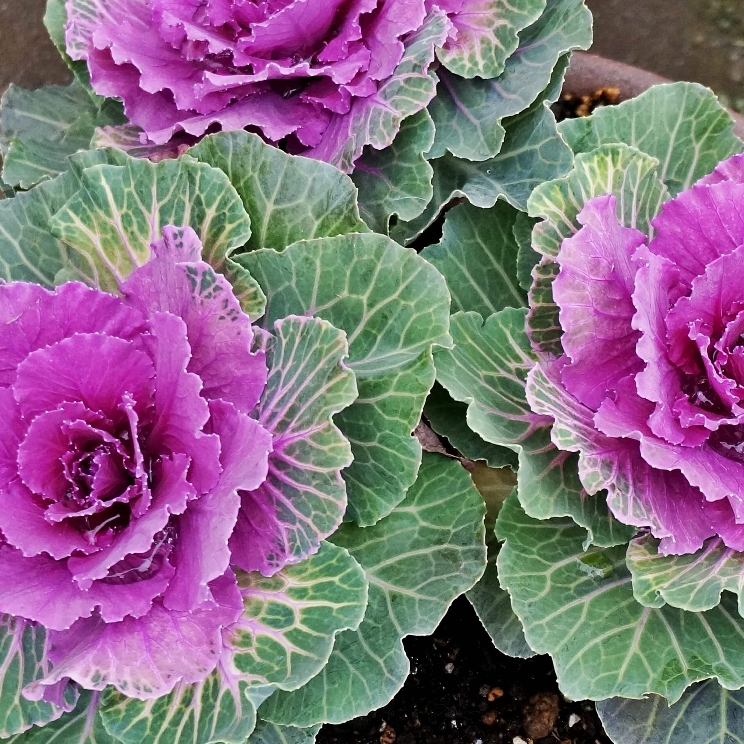Ornamental Kale (Dutch) - Main Wholesale Florist