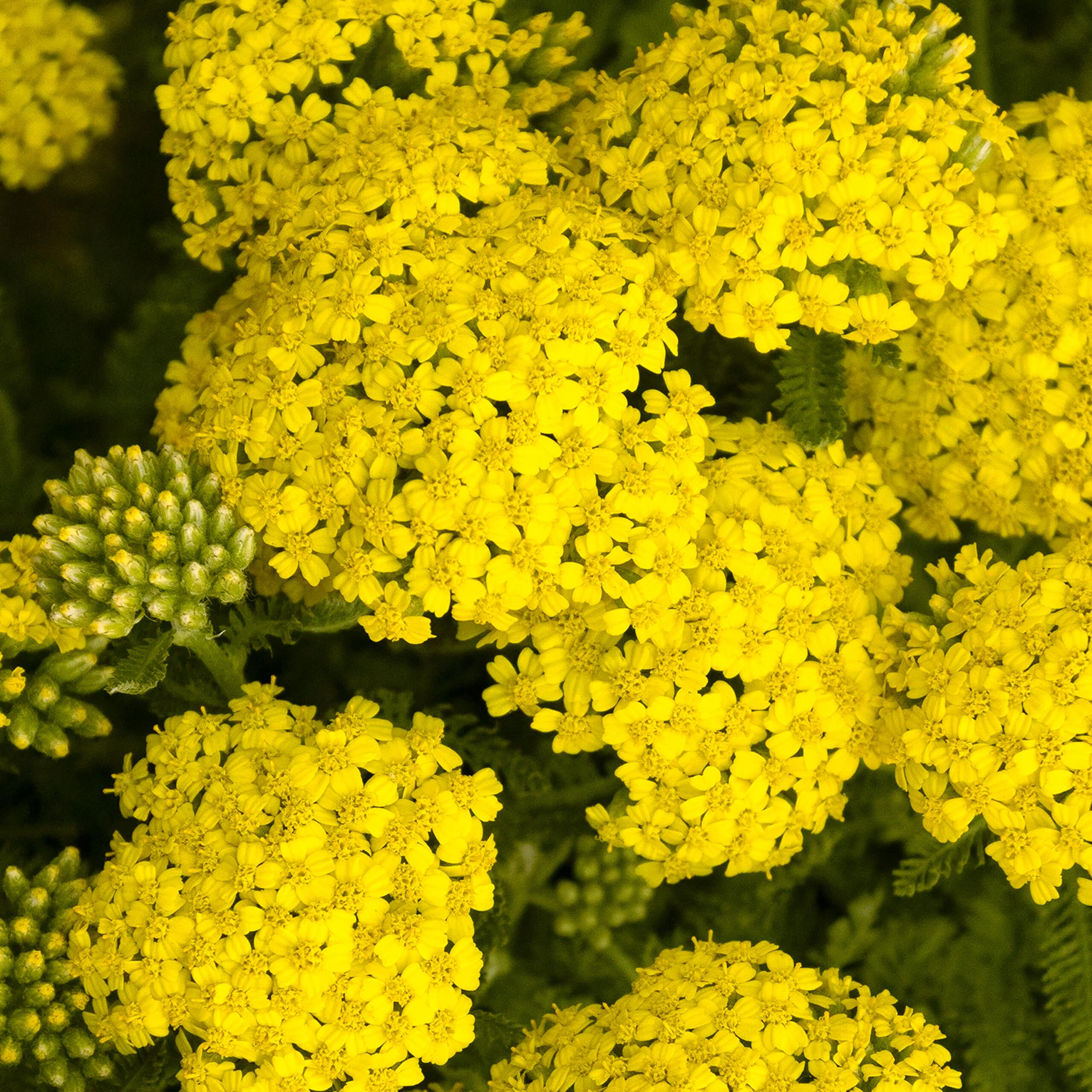 Yellow Yarrow (Ecuador) - Main Wholesale Florist