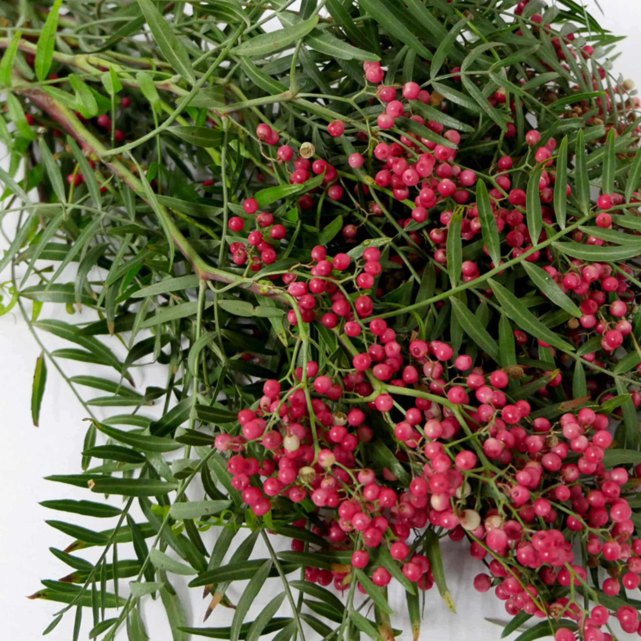 Pepper Berry - Main Wholesale Florist